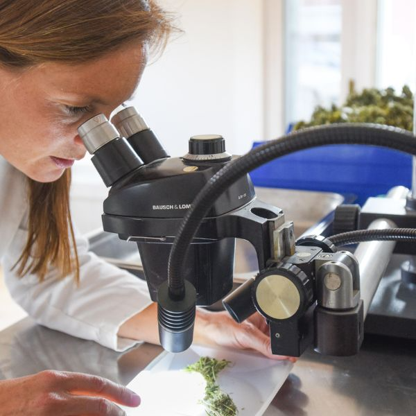 Rescheduling Medical Marijuana and What It Means for Solventless ...